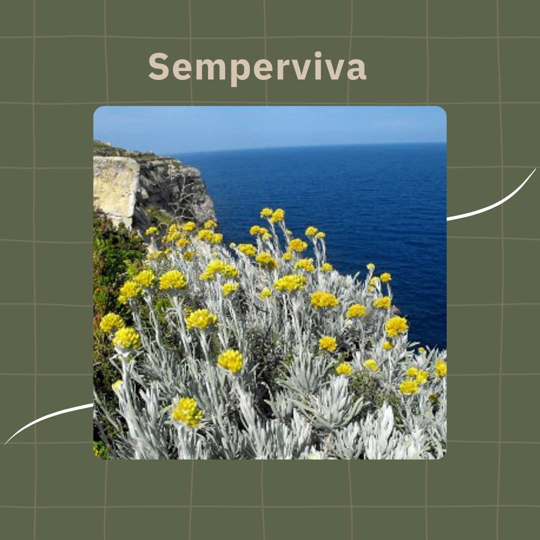 Προστατεύουμε την Σεμπερβίβα (Semperviva) | ΚΙΠΑ